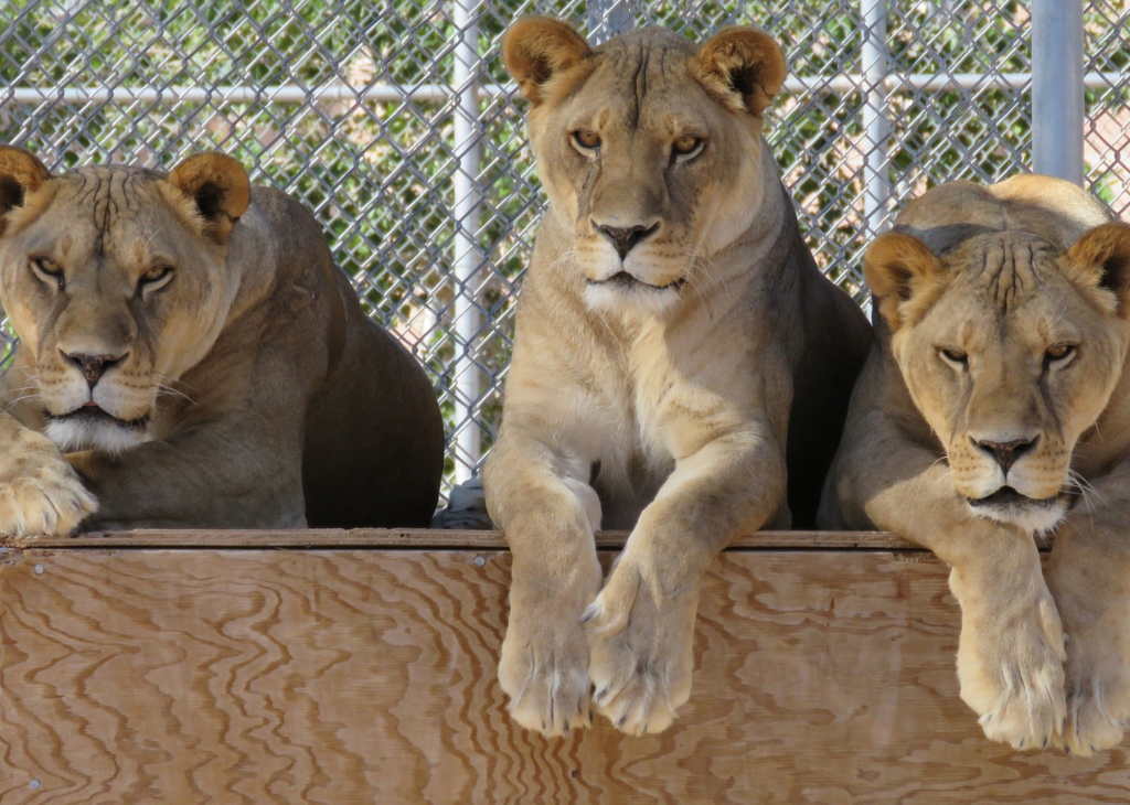 Fun With Fauna: Celebrate Wildlife With 4 Unique Adventures - Las Vegas ...